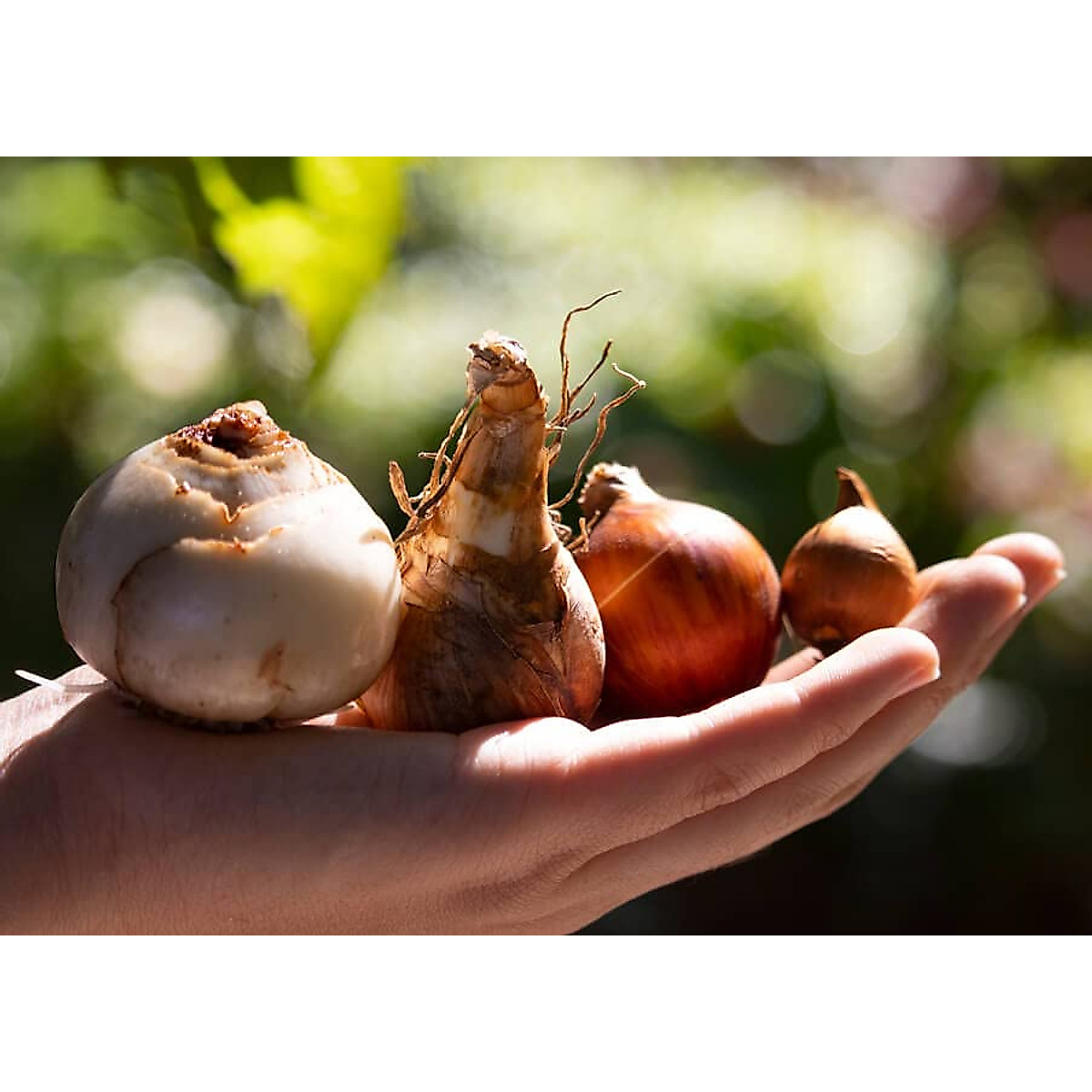 25 Iris Tuber Mix Planting Ornaments Perennial Garden Simple to Grow Pots Gifts, Large Size