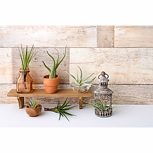 Air Plant Low Light House Plants Box (4PK) Tillandsia Air Plants Live Houseplants Live Indoor Plants Live Succulents Plants Live Terrarium Plants Live, Air Plant Holder Airplant Kit by Plants for Pets