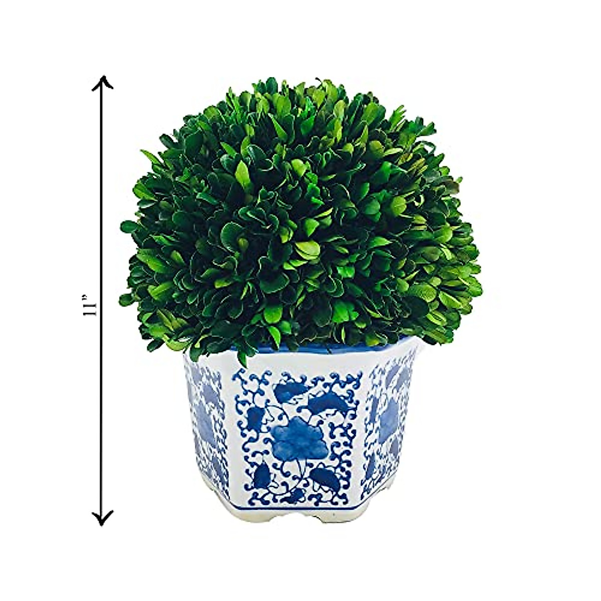 Galt International Preserved Natural Boxwood in Ceramic Pot - Plant and Table Centerpiece - Stunning Greenery and Plant Decor for Home - Blue & White 11"