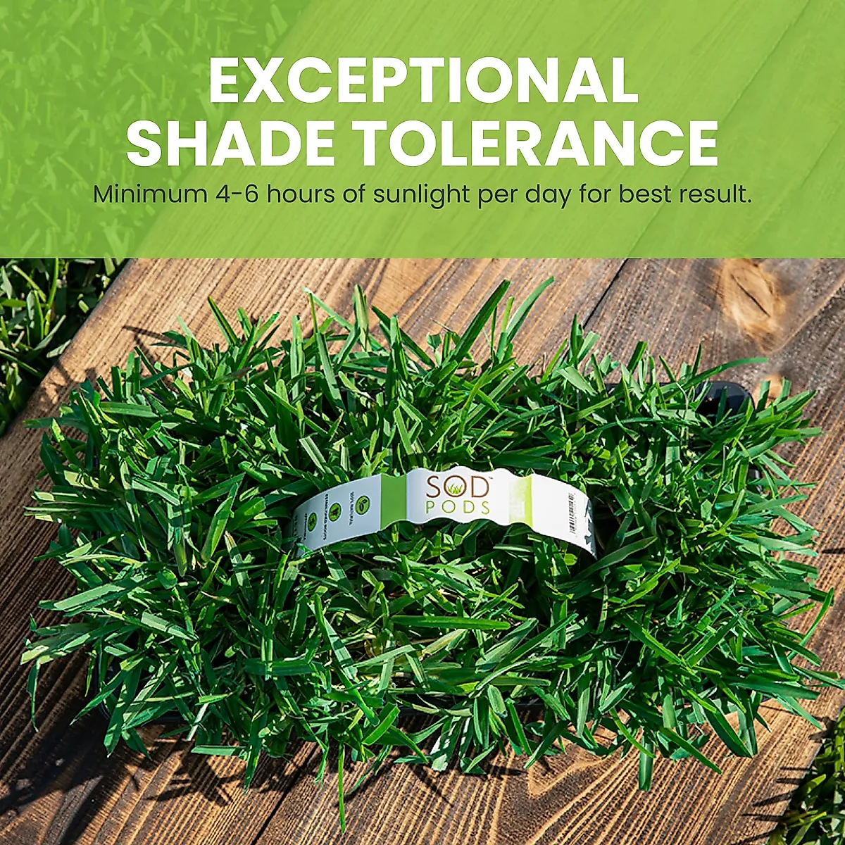 Cannot Ship to California/AZ SodPods® St Augustine Floratam Grass Plugs (32-Count) Natural, Affordable Lawn Improvement