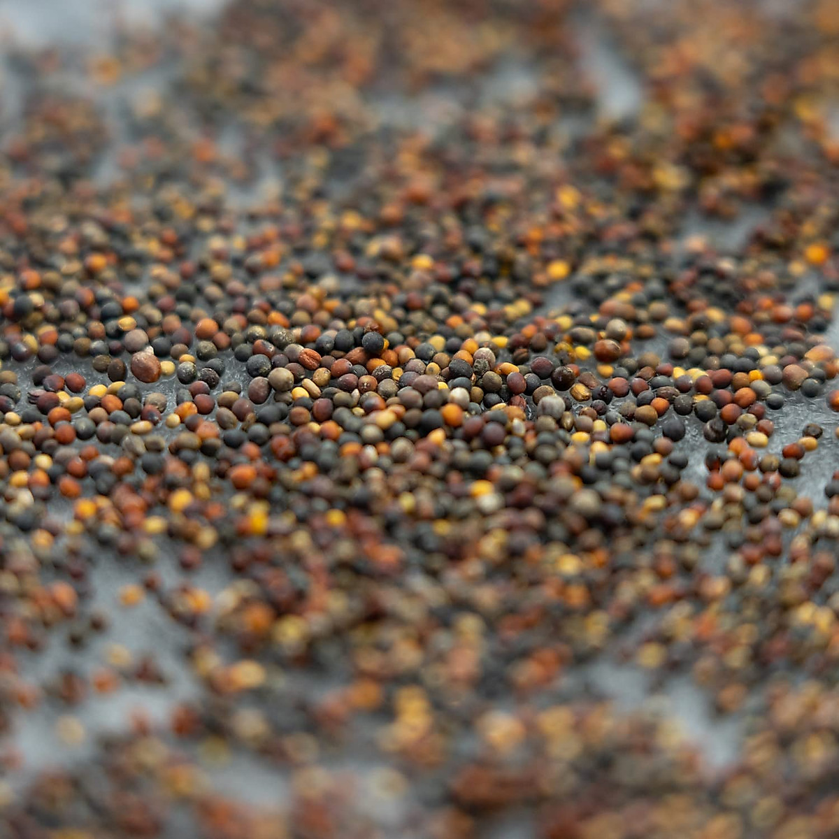 AeroGarden AeroFelt Media for Bounty Microgreens Kit, 10-Pack