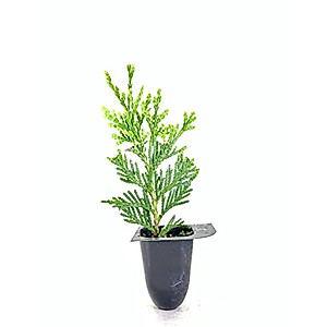 Thuja Arborvitae Green Giant Qty 30 Live Trees Evergreen Privacy