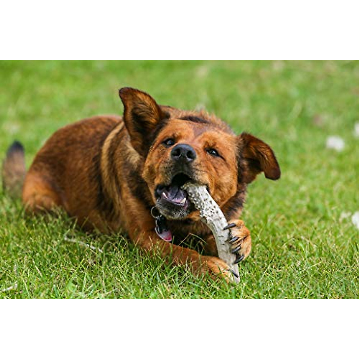 Top Dog Chews – Large Variety Pack, Premium, Grade A, Antlers for Large, Medium or Small Dogs, Antlers from Deer, Elk, & Moose Included, Natural, Long Lasting, Chews for Aggressive Chewers, 1lb