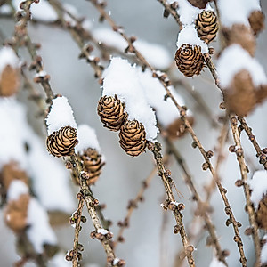 Deloky 400 PCS Christmas Natural Mini Pine Cones- Thanksgiving Pine Cones Ornaments- Fall Small Pinecones Vase Fillers for DIY Crafts, Home Decorations, Fall and Christmas, Wedding Decor