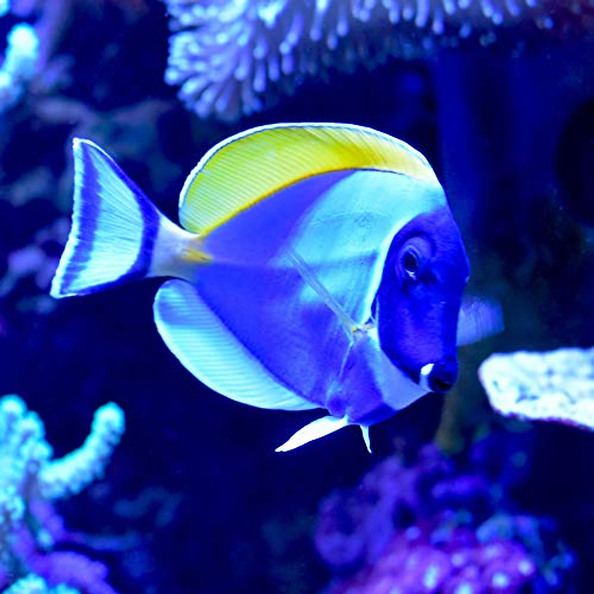 Seachem Marine Buffer 1 Kilo