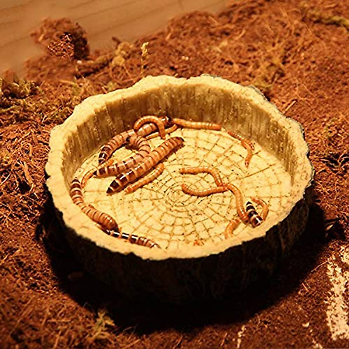 Ailindany Reptile Bowl Tortoise Water Dish Food Bowl Feeders Water Dish Resin Made for Amphibians Gecko Snakes Lizard Chameleon