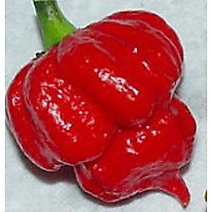 Trinidad Scorpion Hot Peppers (Red) Seeds (20+ Seeds) | Non GMO | Vegetable Fruit Herb Flower Seeds for Planting | Home Garden Greenhouse Pack