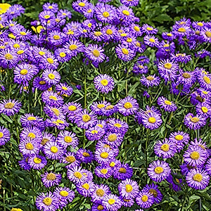 Outsidepride Erigeron Azure Fairy, Showy Daisy, Aspen Fleabane Garden Cut Flowers - 1000 Seeds