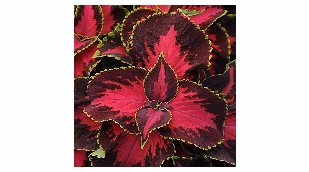 Coleus Chocolate Cherry Seeds - Vibrant Indoor & Outdoor Plant