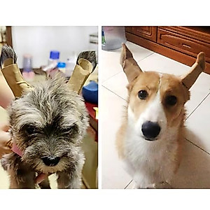 CDQL Dog Ear Stand Sticker Up Support Tool, Fix Dog Ear Posture, Comfortable and Easy to Use, Ideal for Doberman, Samoyed, Great Dane, Prevent Sweating and Itching (10 * 5cm)