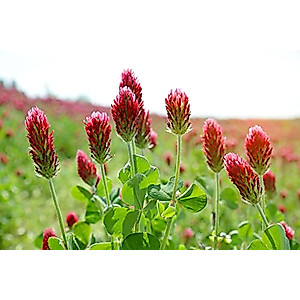 Crimson Clover Seeds for Planting, 1500+ Flower Seeds Per Packet, (Isla's Garden Seeds), Non GMO & Heirloom Seeds, Scientific Name: Trifolium incarnatum, 90% Germination Rates, Great Home Garden Gift