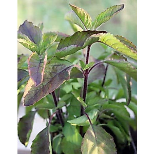 100+ Krishna Tulsi Holy Basil Seeds Red Leaf Indian Sacred Red Leaf Herb Tulasi Thulasi Shayam Heirloom Non-GMO Fragrant Grown in USA