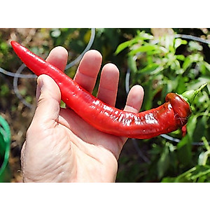 30+ Italian Jimmy Nardello's Sweet 12" Long Pepper Seeds, Heirloom Non-GMO, Prolific, Juicy, Delicious! from USA