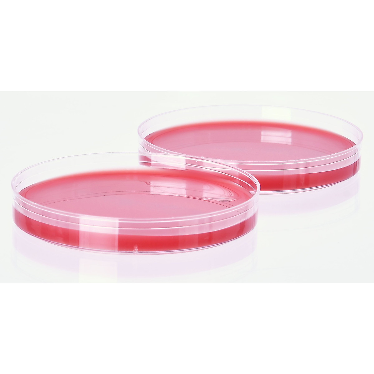Blood Agar Plate, 5% Sheep Blood in Tryptic Soy Agar (TSA) Base, 15x100mm Plate, Order by The Package of 100, by Hardy Diagnostics