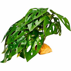 Woyrise Reptile Artificial Plants with Base, Terrarium Decor Amphibian Habitat Plant, Bearded Dragon Tank Accessories fit Gecko Lizard Chameleon Snake Frog - Monstera Adansonni