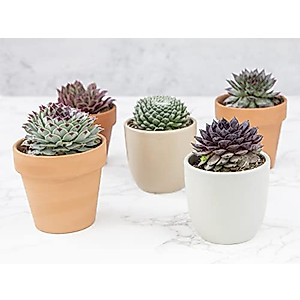 Sempervivum Succulents Plants Live Indoor Plants (5PK), Sempervivum Plants Live Houseplants, Hen and Chicks Live Plants Indoor House Plants, Rosette Succulent Plants in Plant Pots by Plants for Pets