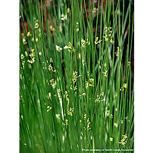 Perennial Farm Marketplace (Common Soft Rush) Ornamental Grass, 1 Quart Juncus effusus, Rich Green Foliage