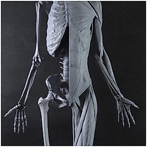 Male&Female Human Anatomy Figure Anatomical Skull Head Body Muscle Bone and Skin Model Lab Supplies, Anatomical Reference for Artists,60cm