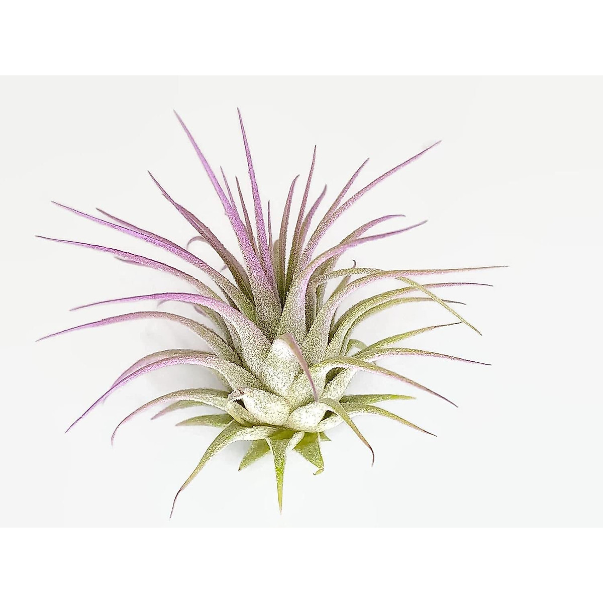 Air Plants Ionantha - Colors and Shape Varies Due to Seasonality-Live Tillandsia Succulent House Plants - Home and Garden Decor-Easy Care Plants (Purple)