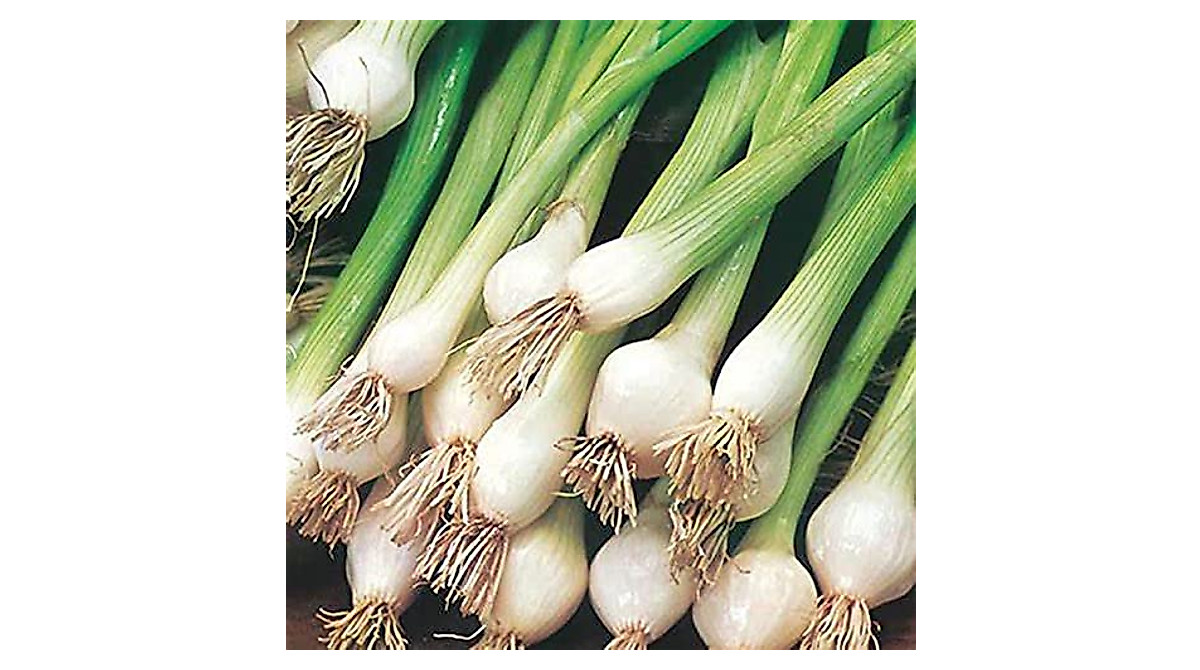 Buy White Lisbon Salad Onion Seeds for Fresh Home-Grown Spring Onions