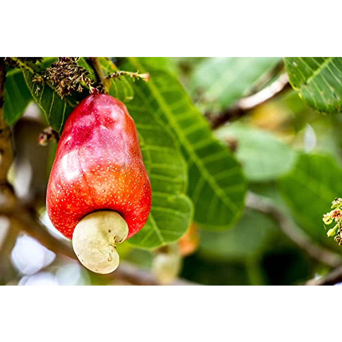 Cashew Tree Seeds for Planting (6 Seeds) - Anacardium occidentale