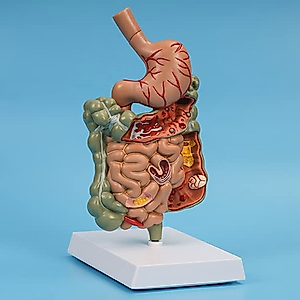 PAASHE Anatomy Model Human Stomach Anatomy Model Organs Model Human Body Model Stomach Section Large Small Intestine Medical Model Study Education