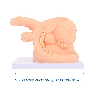 Catheter Anatomy Teach Set 1pc Simple Male Catheterization Model Display Men Catheterization Useful Model Body Catheterization Model