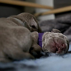 AIKS Puppy ID Collars Double-Sided Fluff Puppy Whelping Collars 15 Colors Puppy Collars Adjustable ID Bands for Newborn Dog Cat