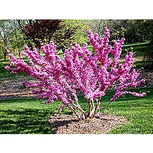 Eastern Redbud Tree Sakura Bonsai American Redbud Cercis Canadensis 15 Seeds Garden Seeds for Planting