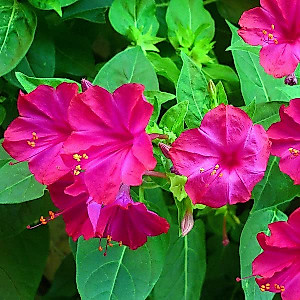 Four O'Clock Seeds - Pink - Packet - Pink Flower Seeds, Heirloom Seed Attracts Bees, Attracts Butterflies, Attracts Hummingbirds, Attracts Pollinators, Easy to Grow & Maintain, Fragrant, Container