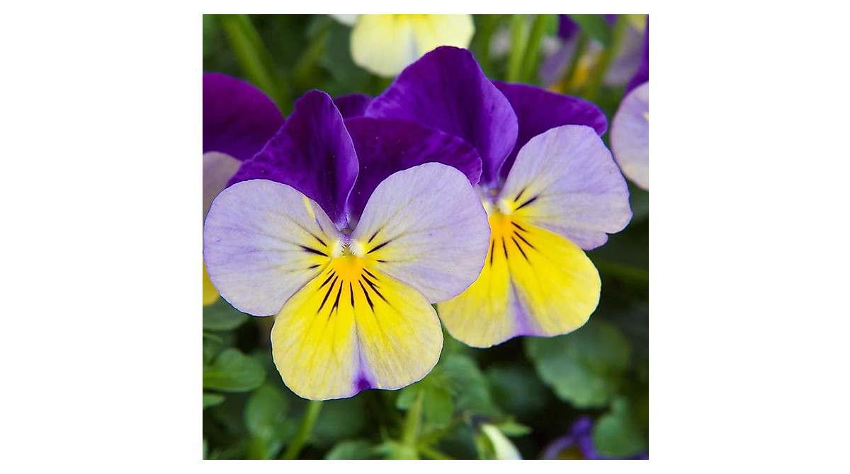 Johnny Jump Up Seeds - Easy to Grow & Pollinator Friendly