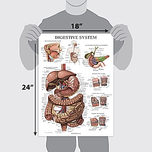 Palace Learning Digestive System & Respiratory System Anatomy Posters - Laminated 2 Chart Set - 18" x 24" (Digestive/Respiratory)