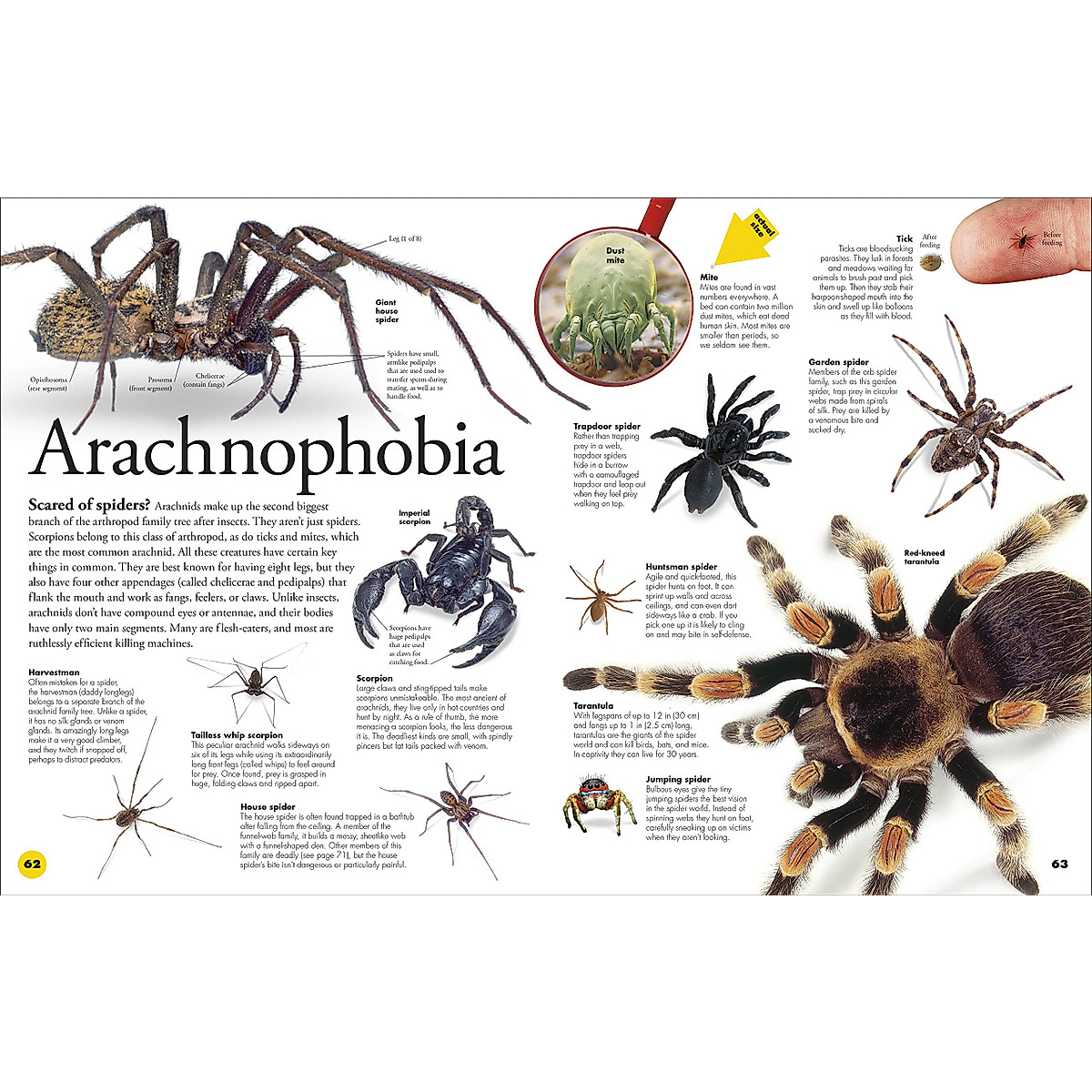 Everything You Need to Know About Bugs