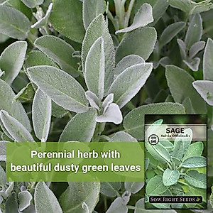 Sow Right Seeds - Sage Seeds for Planting - Non-GMO Heirloom Sage Seeds with Instructions to Plant and Grow Kitchen Herb Garden, Indoor or Outdoor; Great Garden Gift (1)