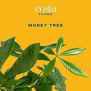 Costa Farms Money Tree Live Indoor Plant, Live Easy Care Houseplant Potted in Modern Decor Planter, Bonsai Potting Soil, Graduation, Birthday, Housewarming, Office and Home Decor, 3-4 Feet Tall