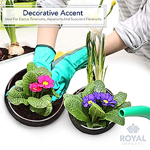 Royal Imports Flower Glass Vase, Bowl Terrarium Succulent Planter, Air Plant Hydroponic Display, Floating Candles Decorative Centerpiece Floral Container for Home or Wedding Set of 2, Clear