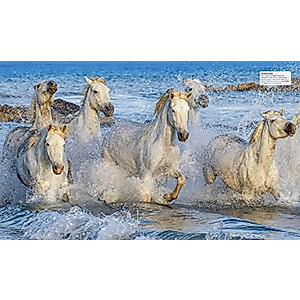 The Horse Encyclopedia (DK Pet Encyclopedias)