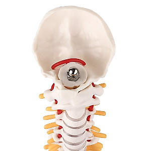 Mini Spine Anatomy Model, Human Spine Model, with Spinal Disc Pelvis Model, Perfect for Learning and Teaching(1/2 Life Size)