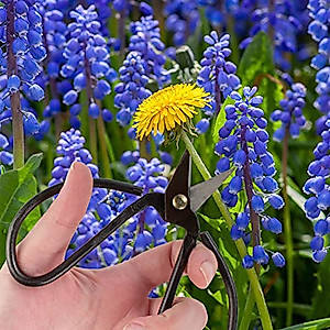 BambooMN 5.1" Heavy Duty Bonsai Forged Sharp Scissors - 1 Piece