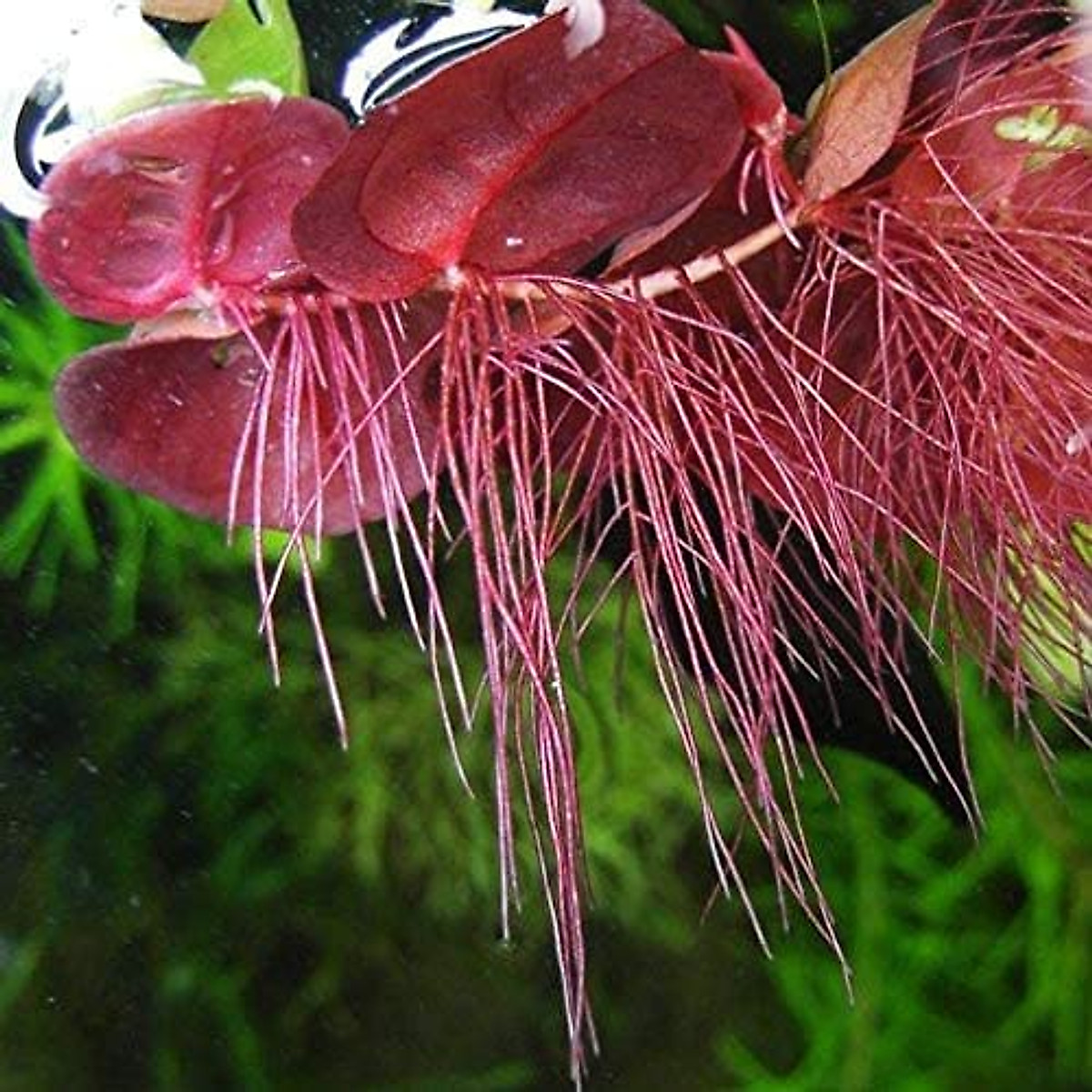 Canton Aquatics - 30+ Red Root Floater - Live Aquarium Plants - 4oz Cup