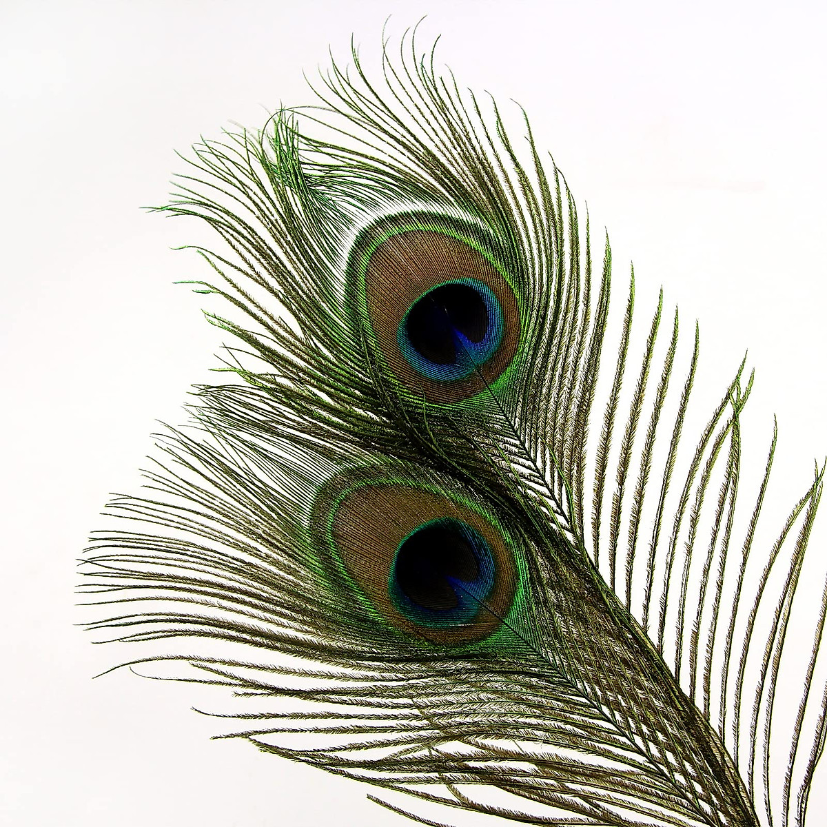 THARAHT 12pcs Peacock Feather Natural in Bulk 10-12 inch 25-30cm for Craft Vase Wedding Home Party Christmas Day Decoration Peacock Feathers