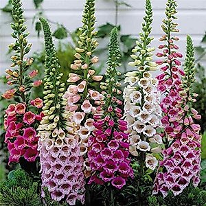8,000 Foxglove Mix Seeds (Digitalis Purpurea) - by Seeds2Go