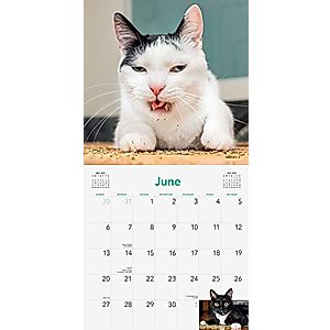 Cats on Catnip Wall Calendar 2021