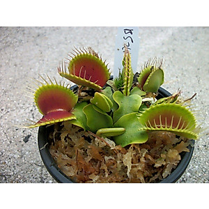 B52 Giant Venus Flytrap - Fly Trap - (Dionaea Muscipula) Carnivorous Plant 3.75 inch Pot