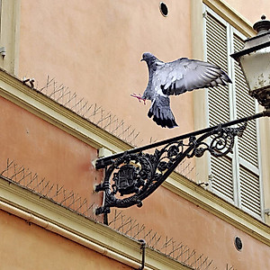 5 Pack Bird Spikes for Pigeons Small Birds Cat, Anti Bird Spikes Stainless Steel Bird Deterrent Spikes-Cover 4 Feet