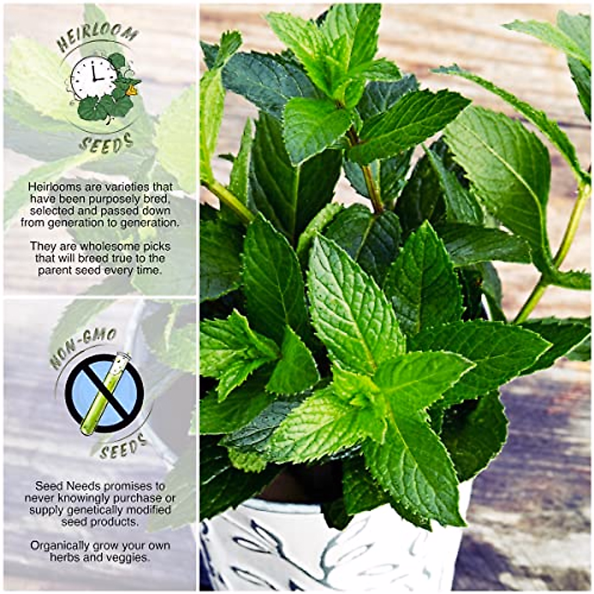 Seed Needs, Peppermint Seeds - 1,000 Heirloom Seeds for Planting Mentha piperita - Non-GMO, & Untreated - Great for Pots & Containers (2 Packs)