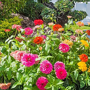 Zinnia Flower Seeds for Planting - Over 2,200 Premium Seeds - Attracts Pollinators - Non GMO