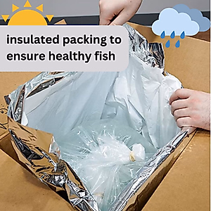 Cardinal Tetra Live Fish (8 Fish Pack) Small Size - Live Fish for Aquarium Exotic Freshwater Live Fish, Live Aquarium Fish, Live Fish, Live Freshwater Fish - Freshwater Fish Live Buy Live Fish