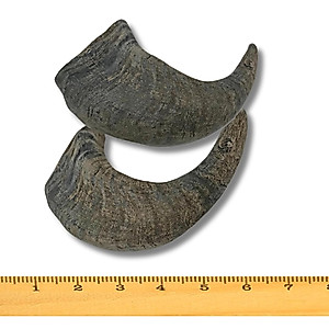 WhiteTail Naturals - Water Buffalo Horns for Dogs (2 Pack Large) All-Natural Dog Bone - Long Lasting Chew Bone for Aggressive Chewers and Teething Puppies