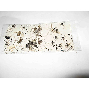 40 pk All Insect Traps/Strips/Glue Boards. Trap Flies, Bees, Wasps, Asian Beetles, etc.